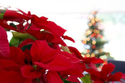 Téli képek és képeslapok - Advent, mikulás, karácsony